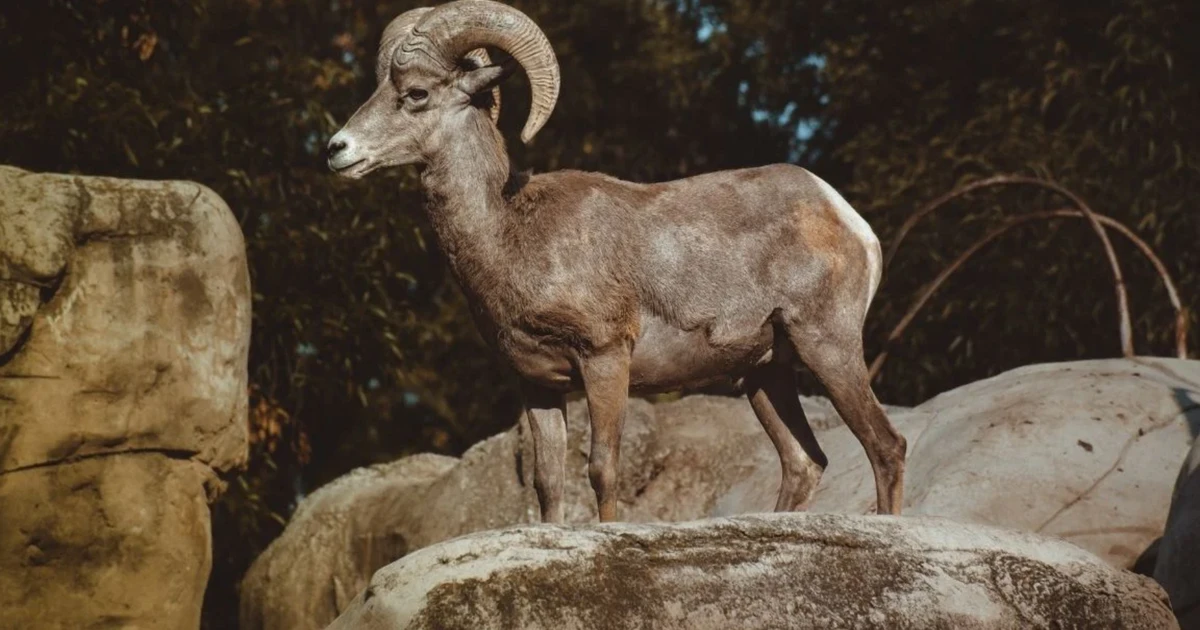 Aries Birthstones - What You Should Know & Which Piece Is Right For You