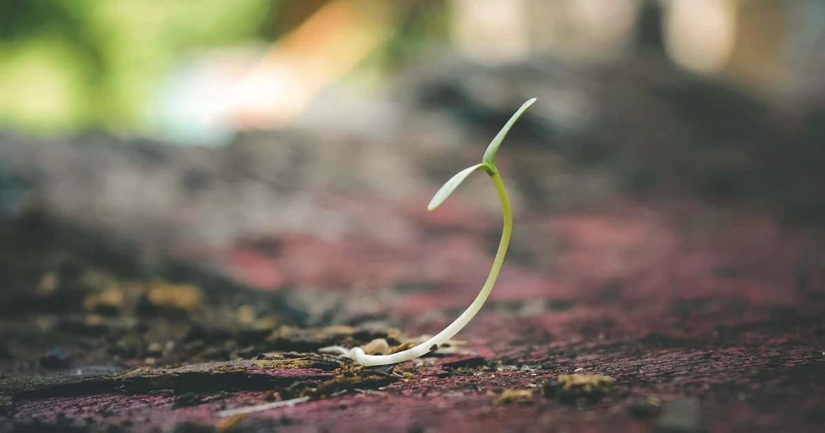 What Are Regular Cannabis Seeds, And Are They Worth Growing?